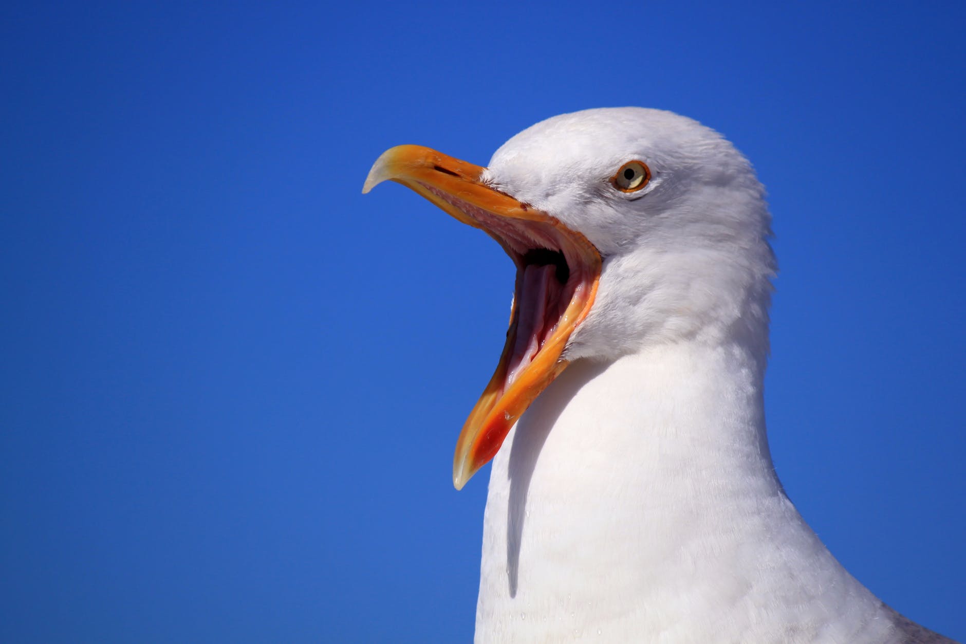 Shocking savage seagulls of Sydney the sequel: Mothers’ Day – away with ...